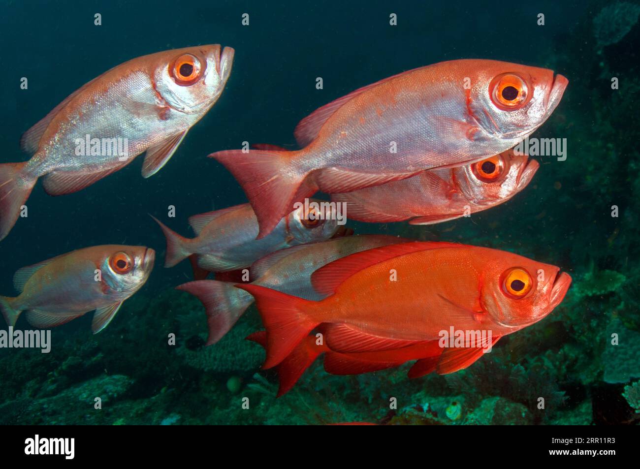 School of Crescent-tail Bigeye, Priacanthus hamrur, Blue Magic dive ...