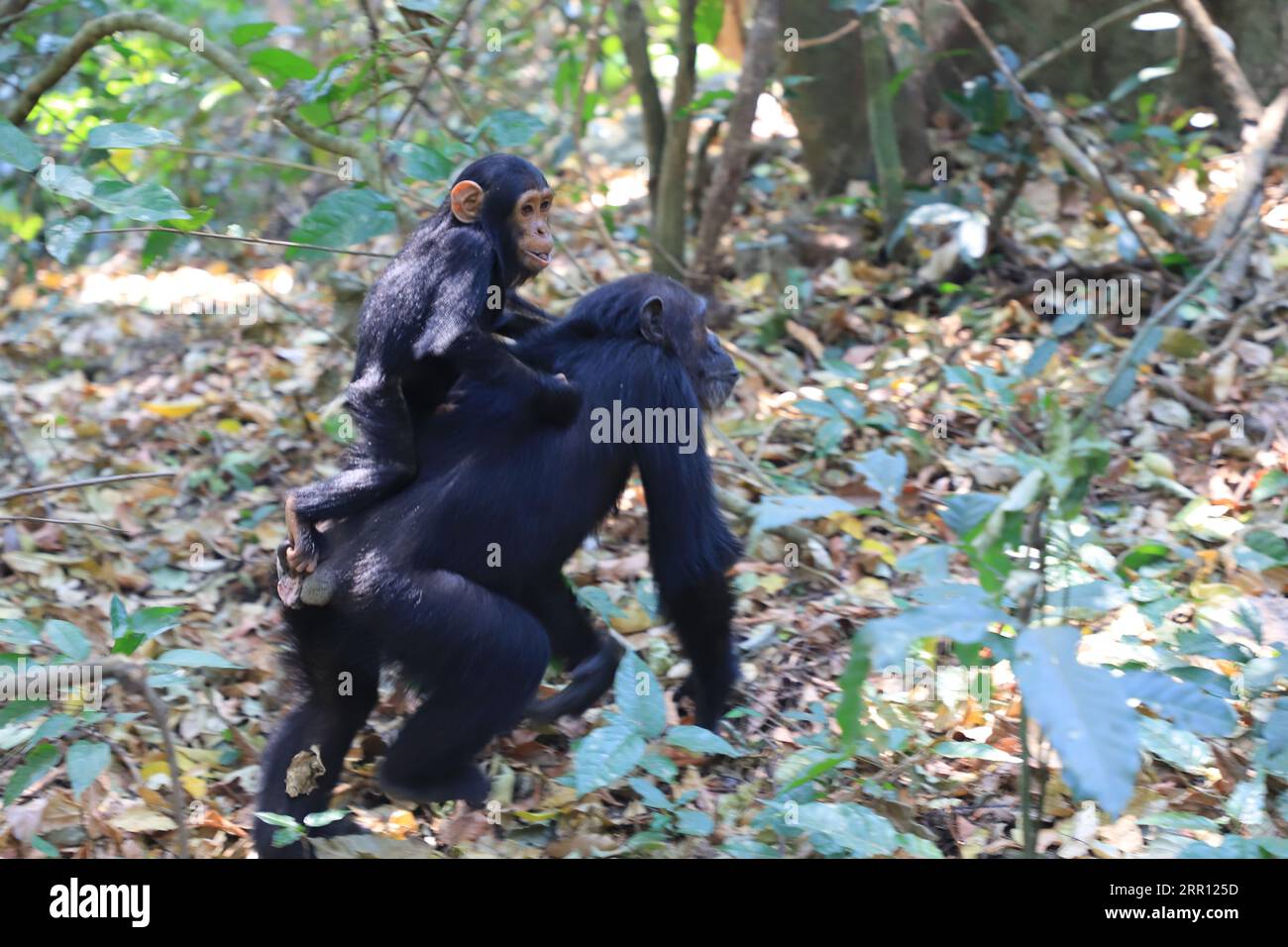 Gombe national park hi-res stock photography and images - Alamy