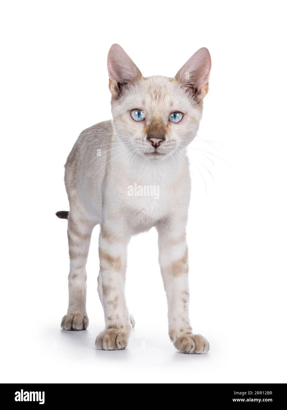Cute snow Bengal cat kitten, standing facing front. Looking towards ...