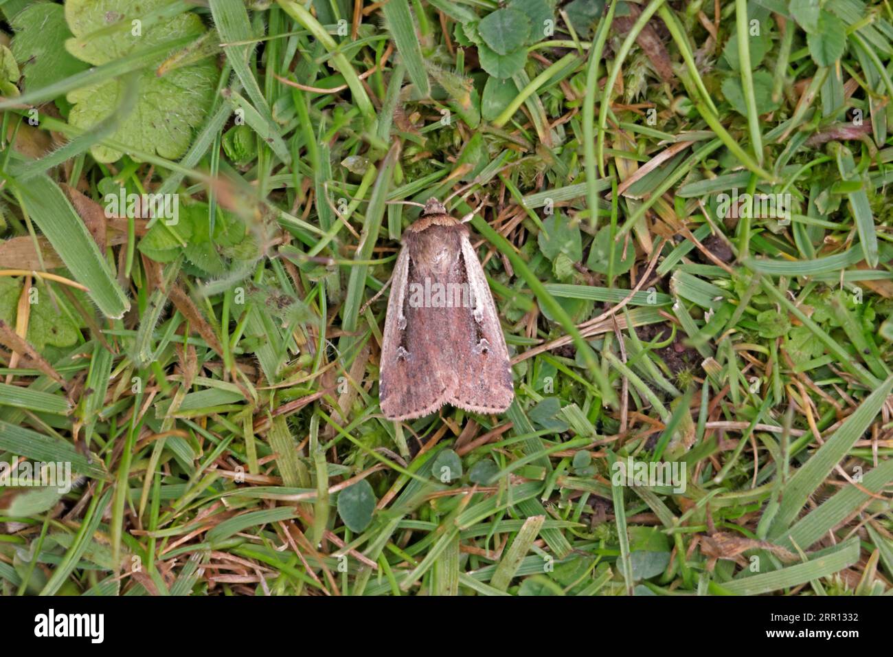 The moth and the flame hi-res stock photography and images - Alamy