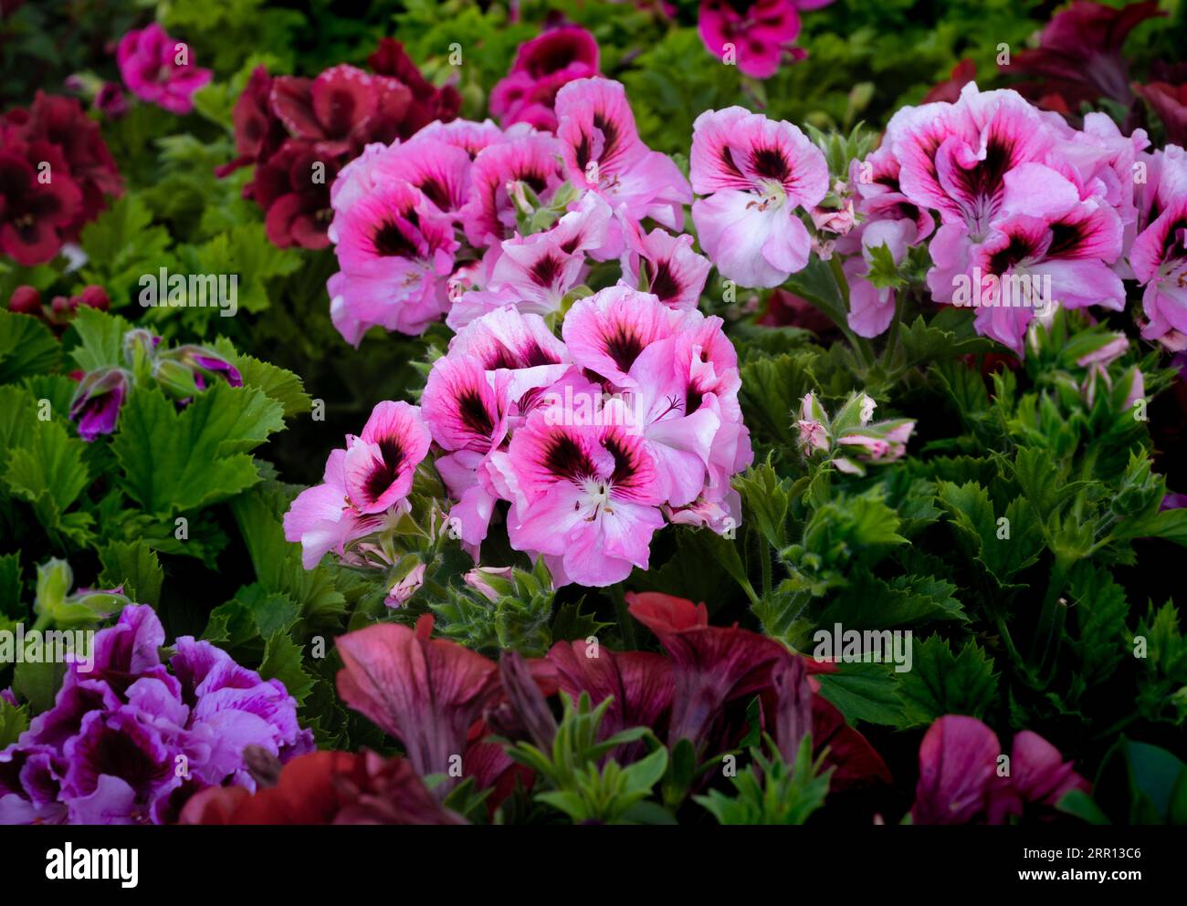 The image depicts a close-up of vibrant colored geraniums in potted ...