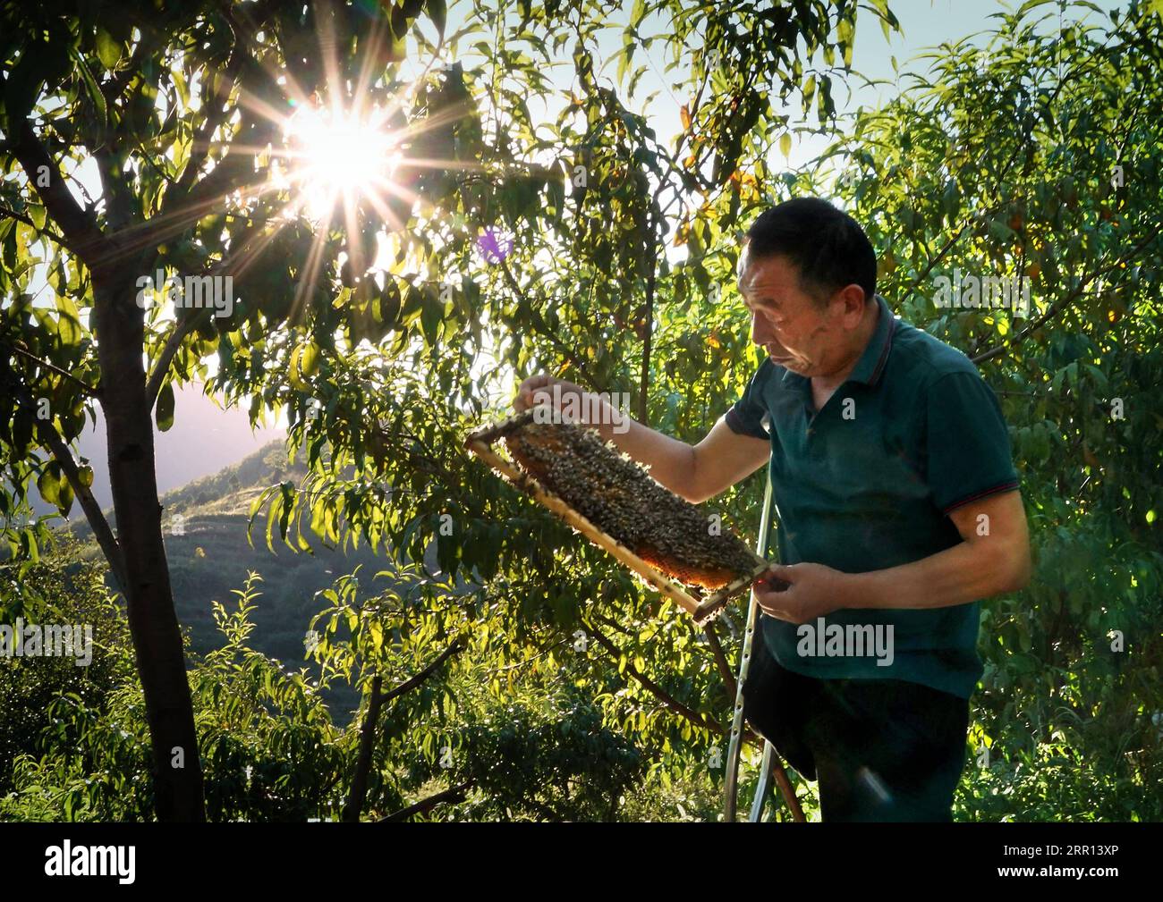 Bees running on honeycomb hi-res stock photography and images - Alamy