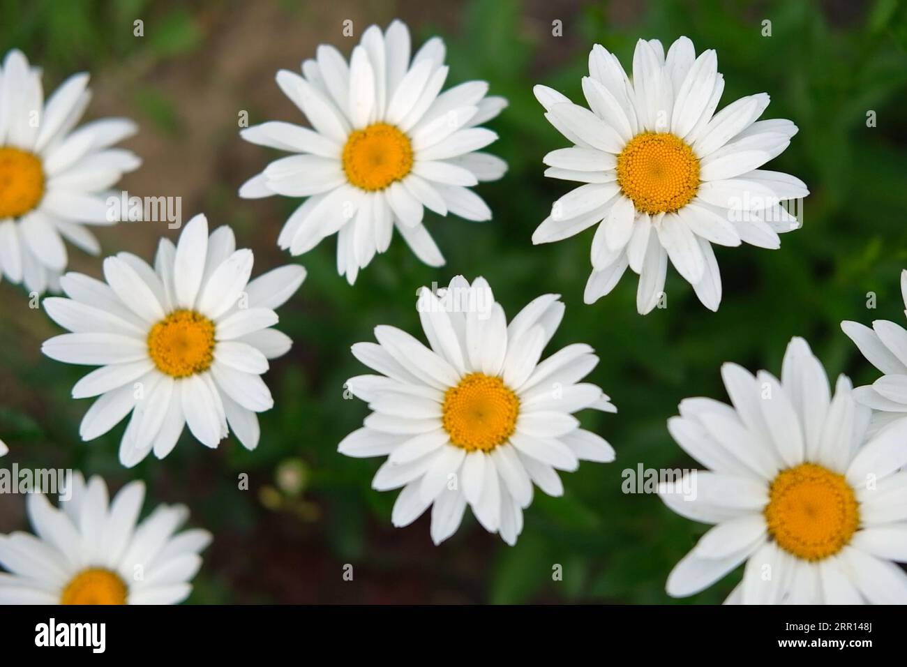 Chamomille bouquet hi-res stock photography and images - Alamy