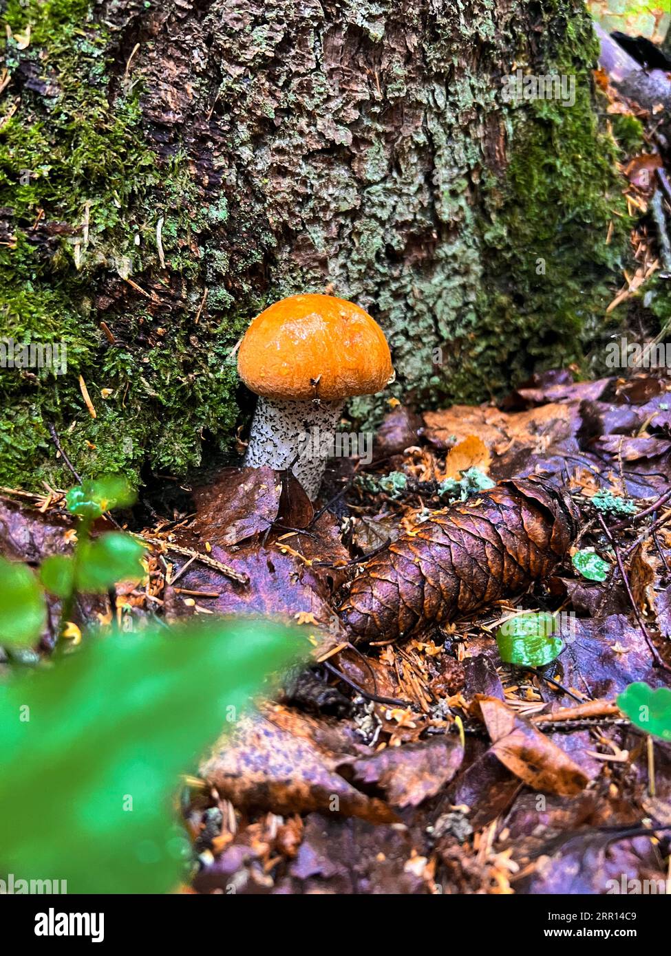 red-capped scaber stalk mushroom grow in northern forest by aspen tree ...