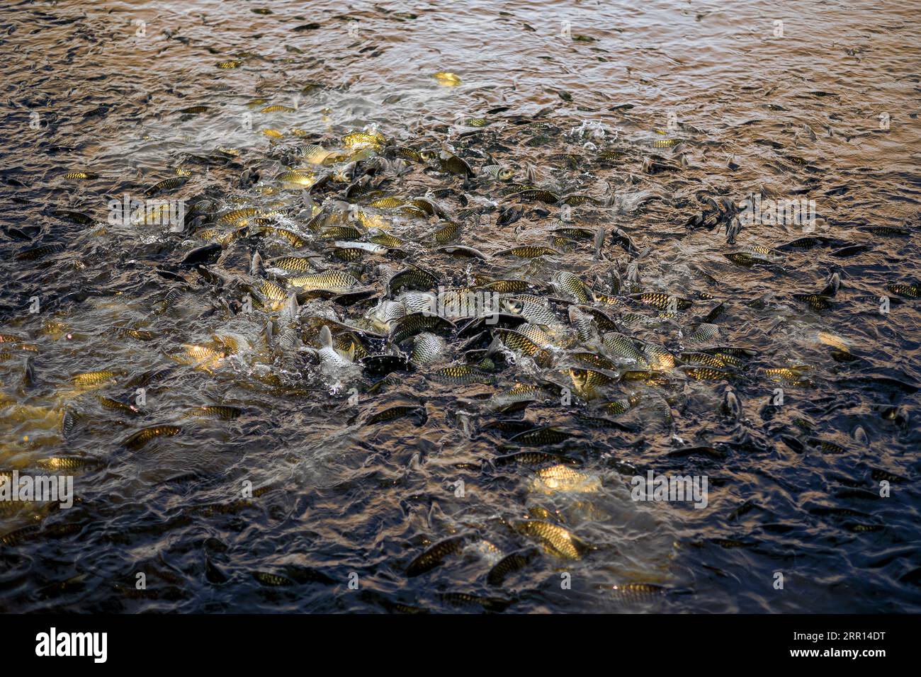 Fish feeding frenzy in a pond Stock Photo - Alamy