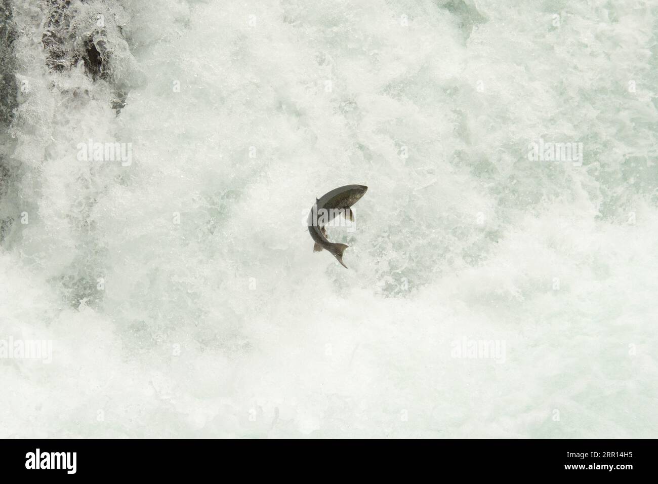Coho salmon jumping up a waterfall of Stamp River which is a major ...