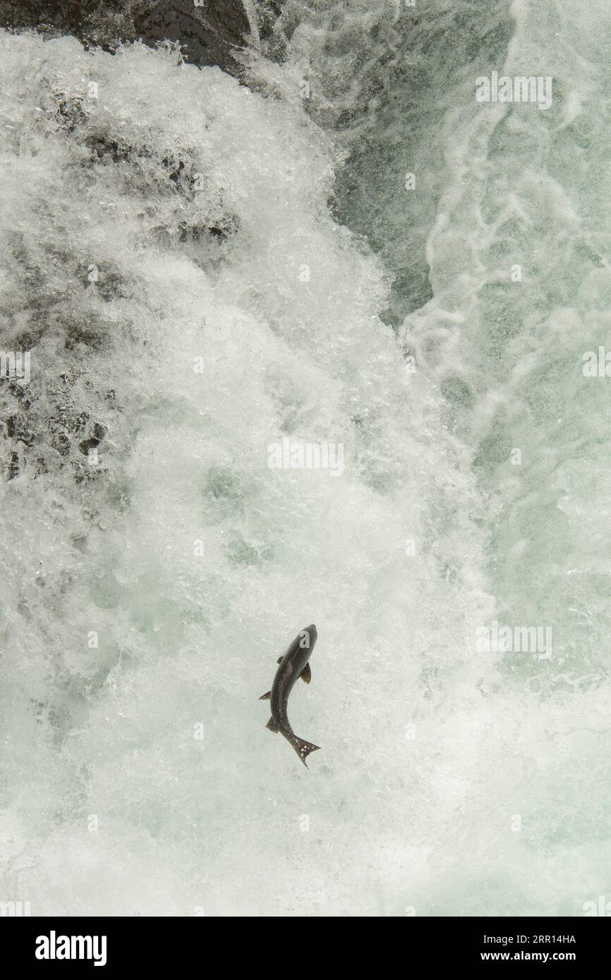 Coho salmon jumping up a waterfall of Stamp River which is a major ...