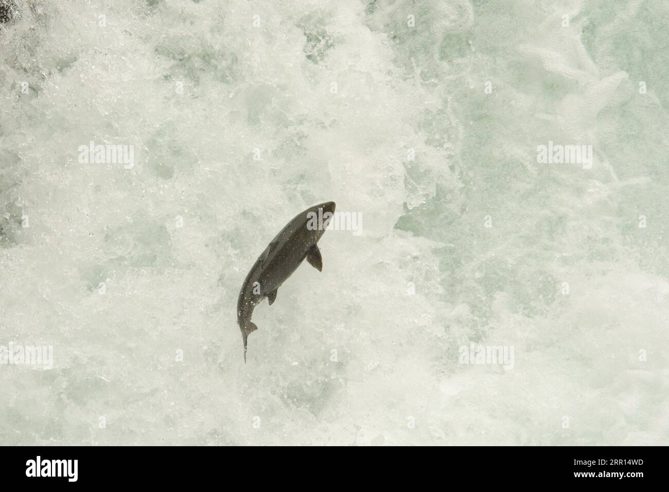 Coho salmon jumping up a waterfall of Stamp River which is a major ...