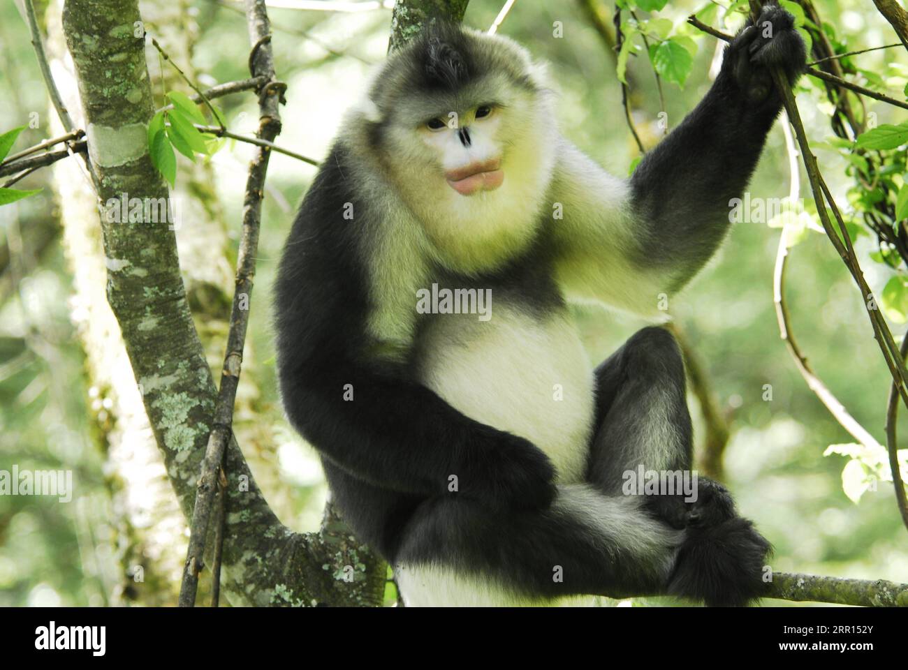 200905 -- KUNMING, Sept. 5, 2020 -- File photo taken on Aug. 19, 2011 ...