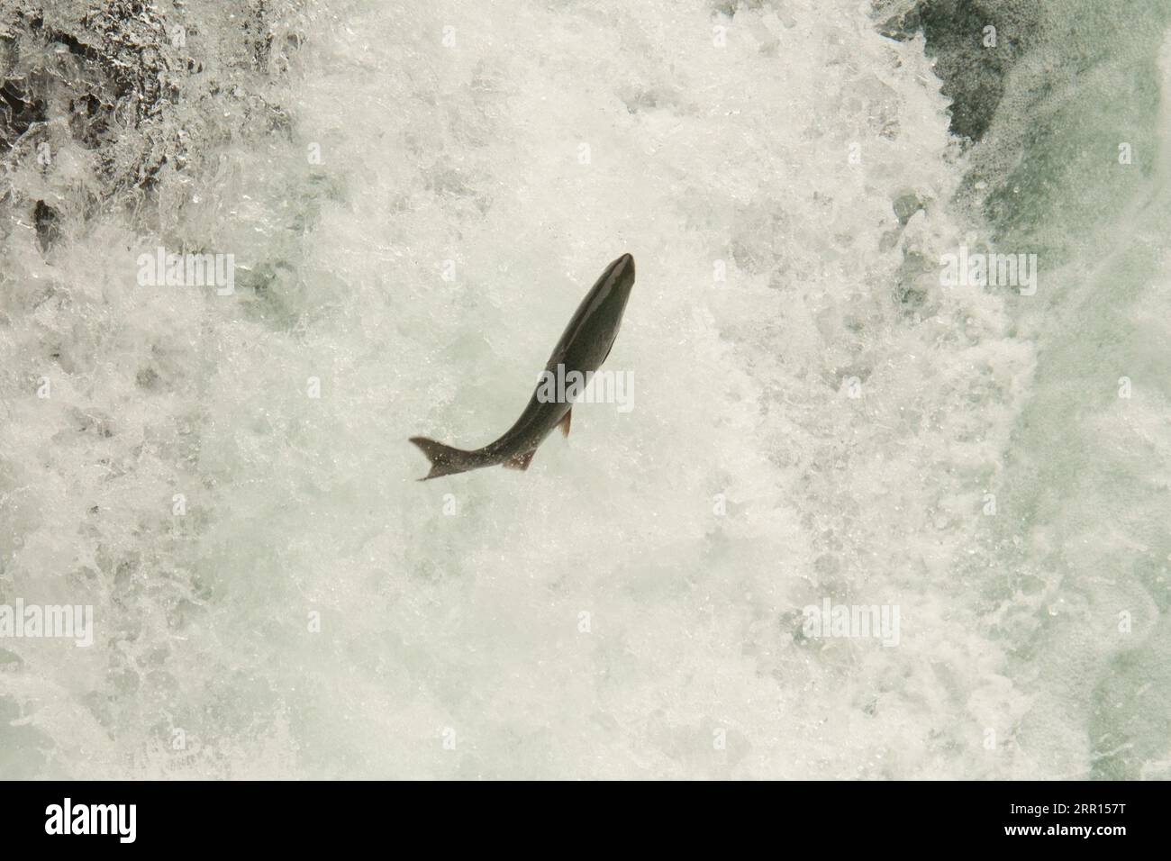 Coho salmon jumping up a waterfall of Stamp River which is a major ...