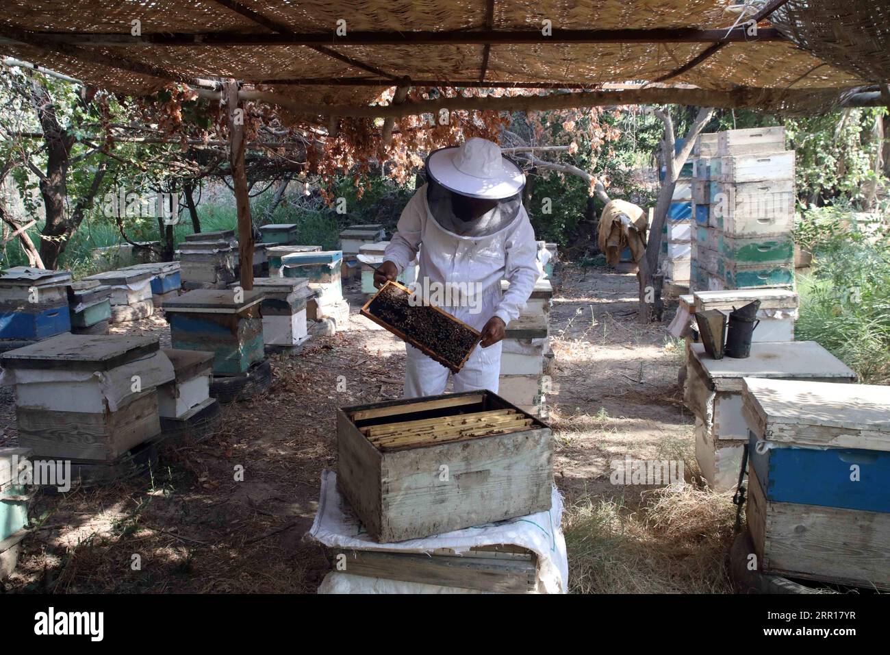 200908 -- BAGHDAD, Sept. 8, 2020 -- A beekeeper checks a honeycomb in ...
