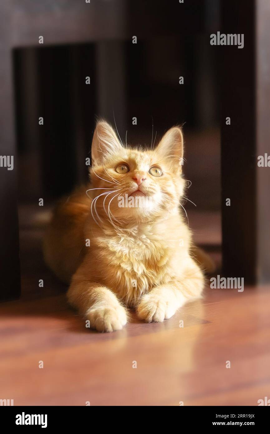 Portrait of lying playful ginger cat kitten on the floor, indoors Stock ...