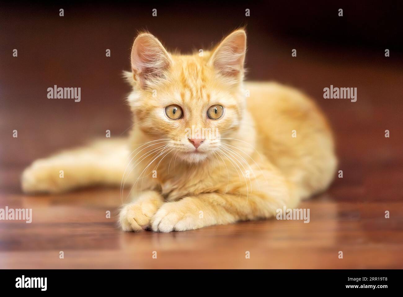 Portrait of lying playful ginger cat kitten on the floor, indoors Stock ...