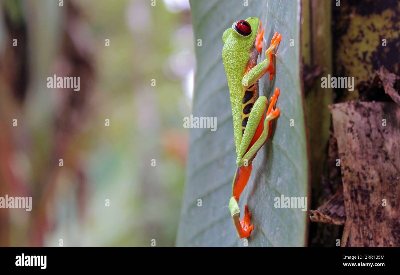 Red Eyed Frog Color Change
