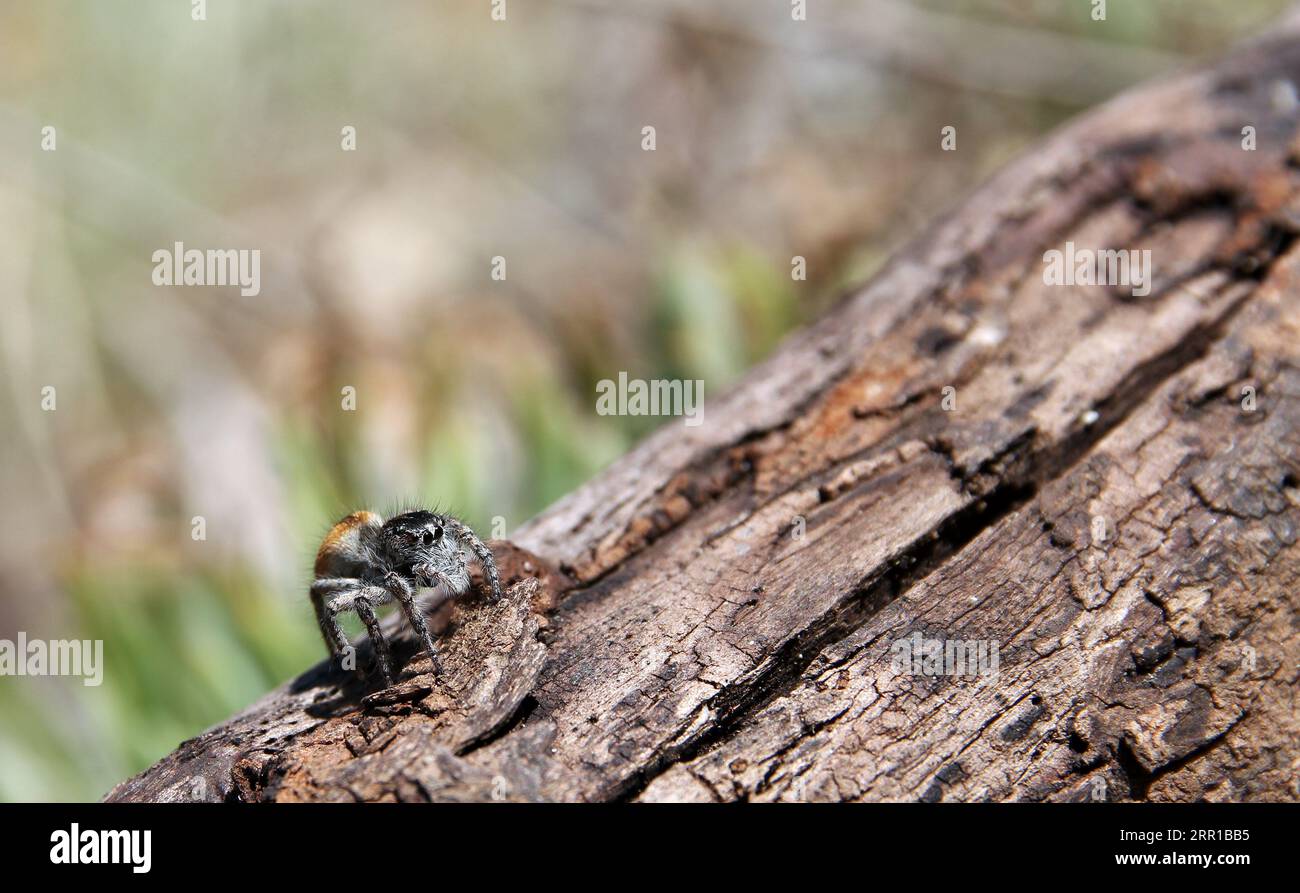 Focused on bug hi-res stock photography and images - Alamy