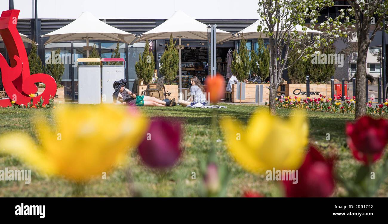 Australia canbera flower hi-res stock photography and images - Alamy