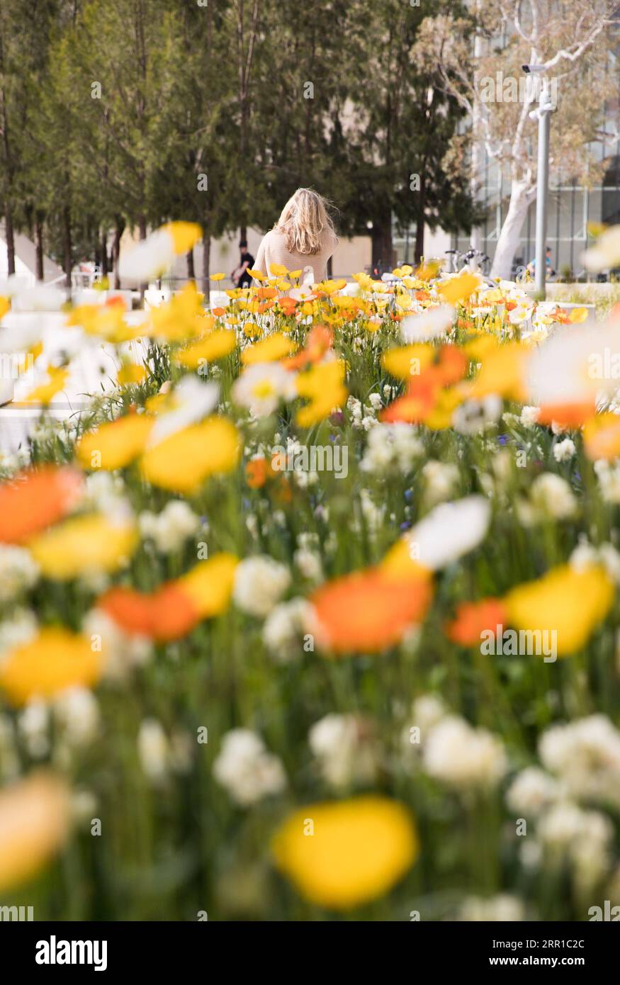 Australia canbera flower hi-res stock photography and images - Alamy