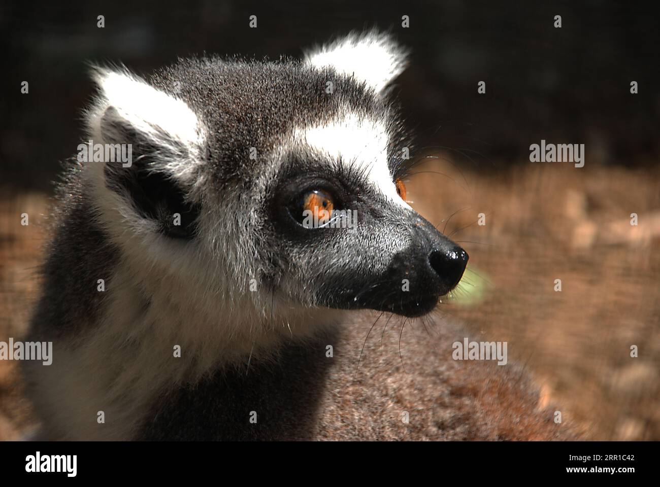 Zoo living conditions hi-res stock photography and images - Alamy