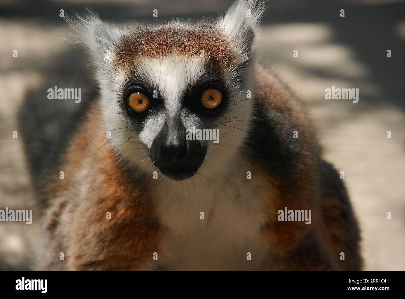 Zoo living conditions hi-res stock photography and images - Alamy