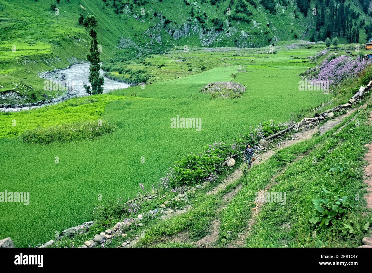 Trekking to Sukhnai village, Warwan Valley, Kashmir, India Stock Photo ...