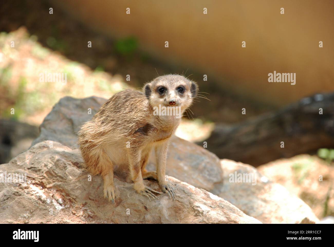 Zoo living conditions hi-res stock photography and images - Alamy
