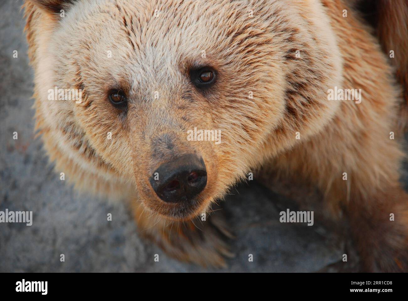 grizzly bear in Turkey ,Bear, brown bear looking up from below Stock ...