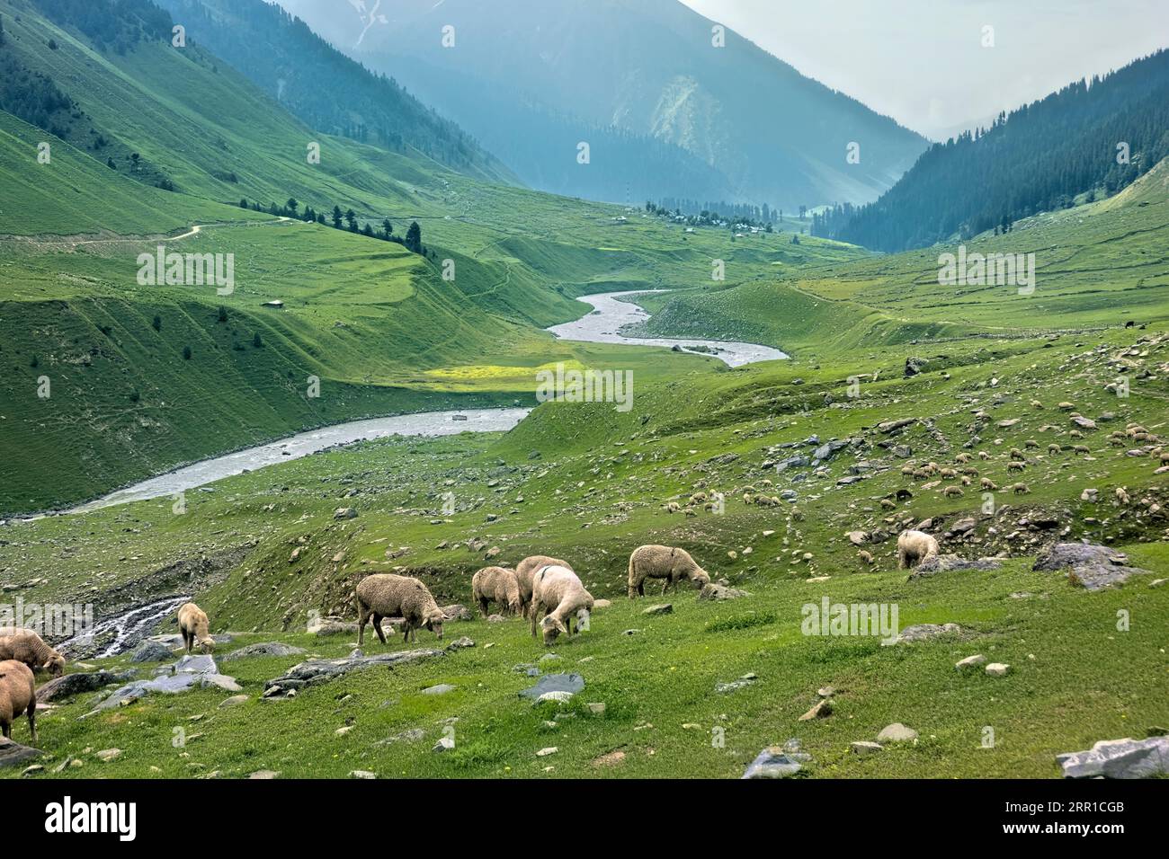 Trekking through sheep country in the beautiful Warwan Valley, Kashmir ...
