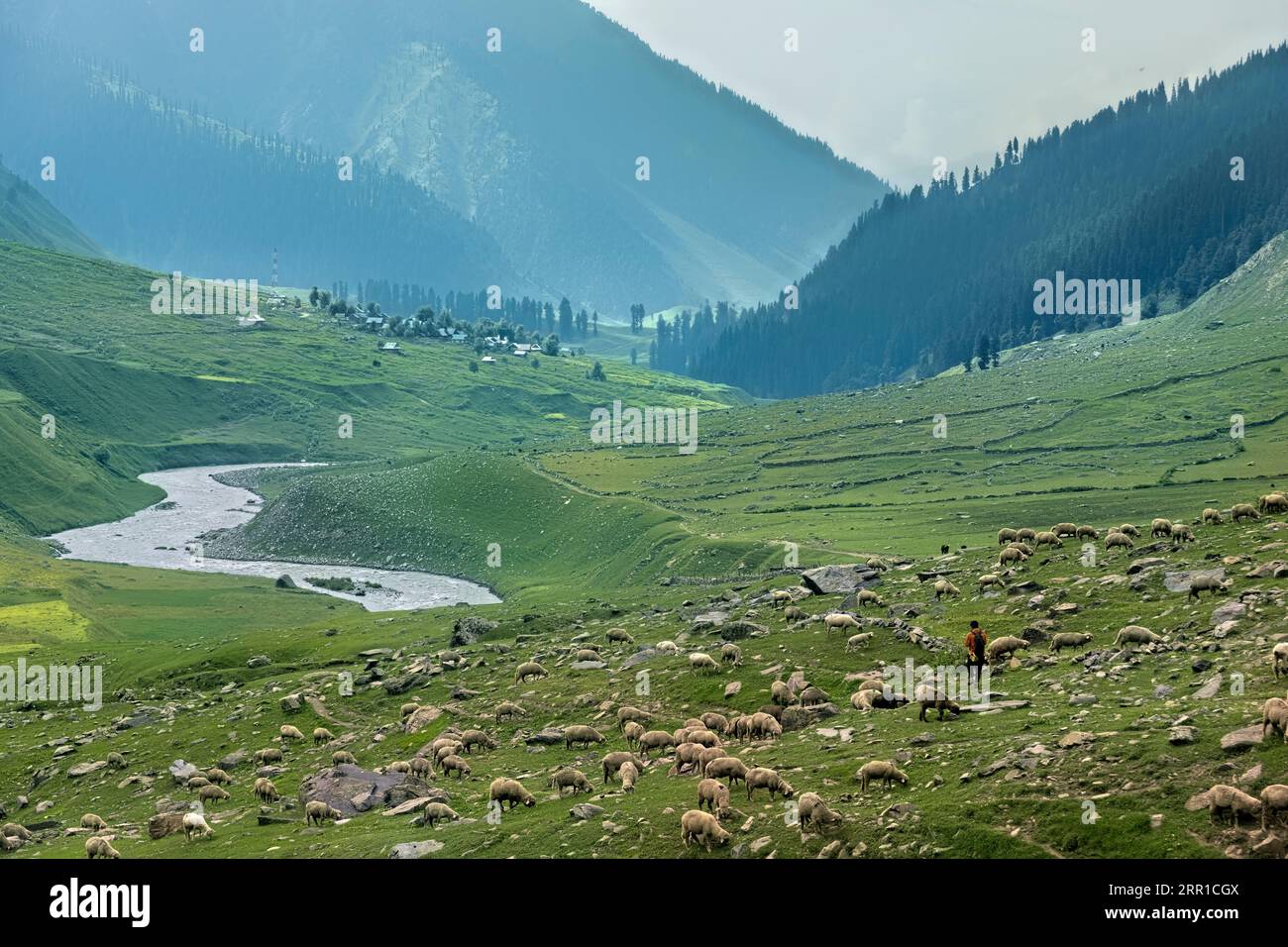 Trekking through sheep country in the beautiful Warwan Valley, Kashmir ...