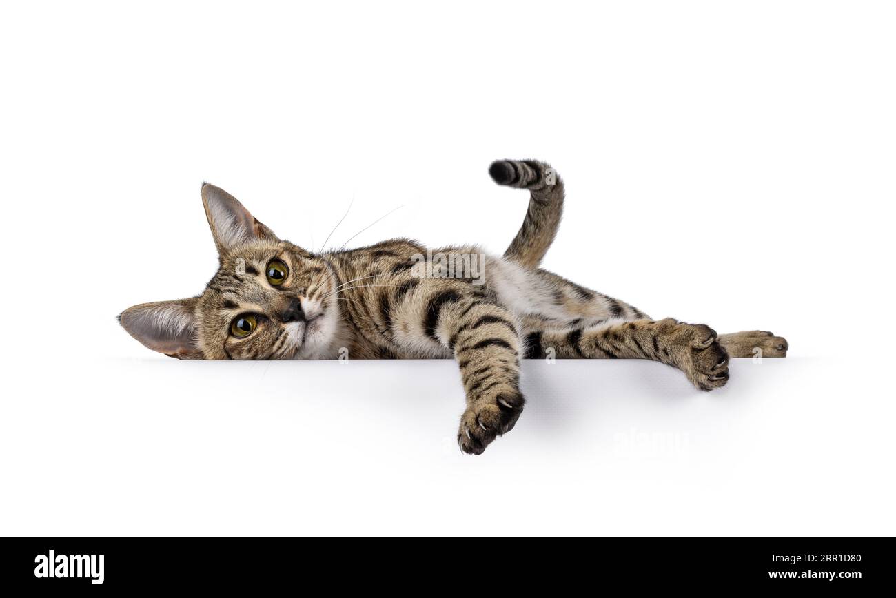 Gorgeous F6 Savannah cat, laying down side ways stretching paws over ...