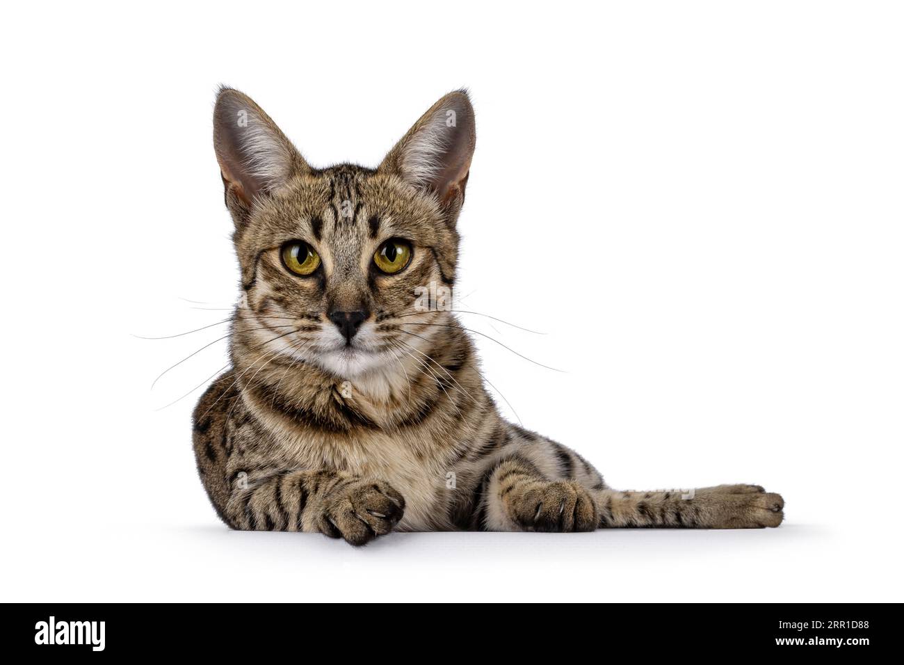 Gorgeous F6 Savannah cat, laying down facing front. Looking straight to ...