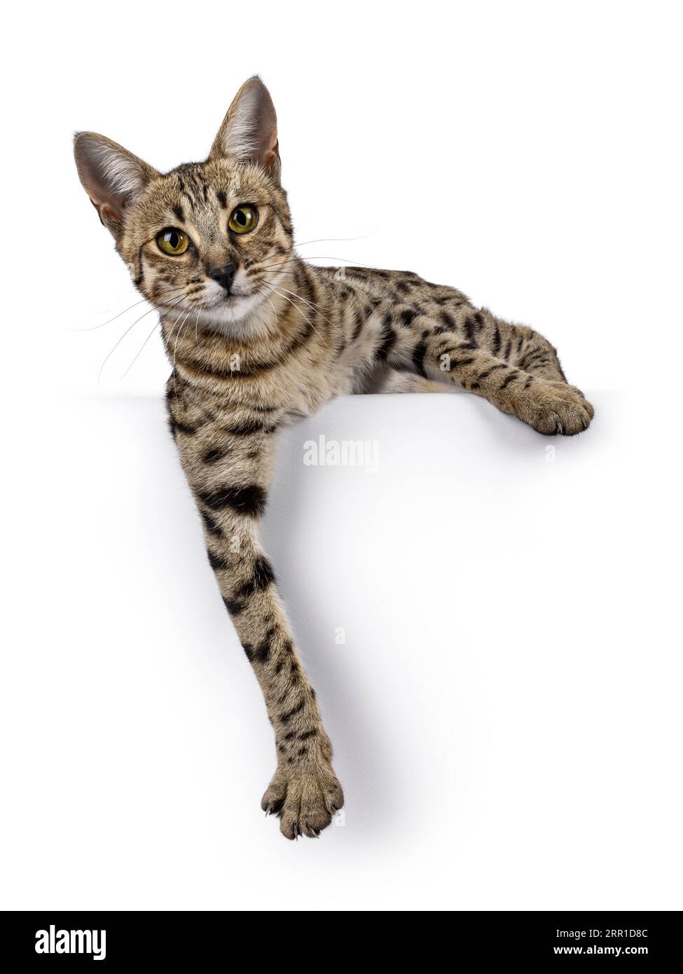 Gorgeous F6 Savannah cat, laying down facing front with paws hanging ...