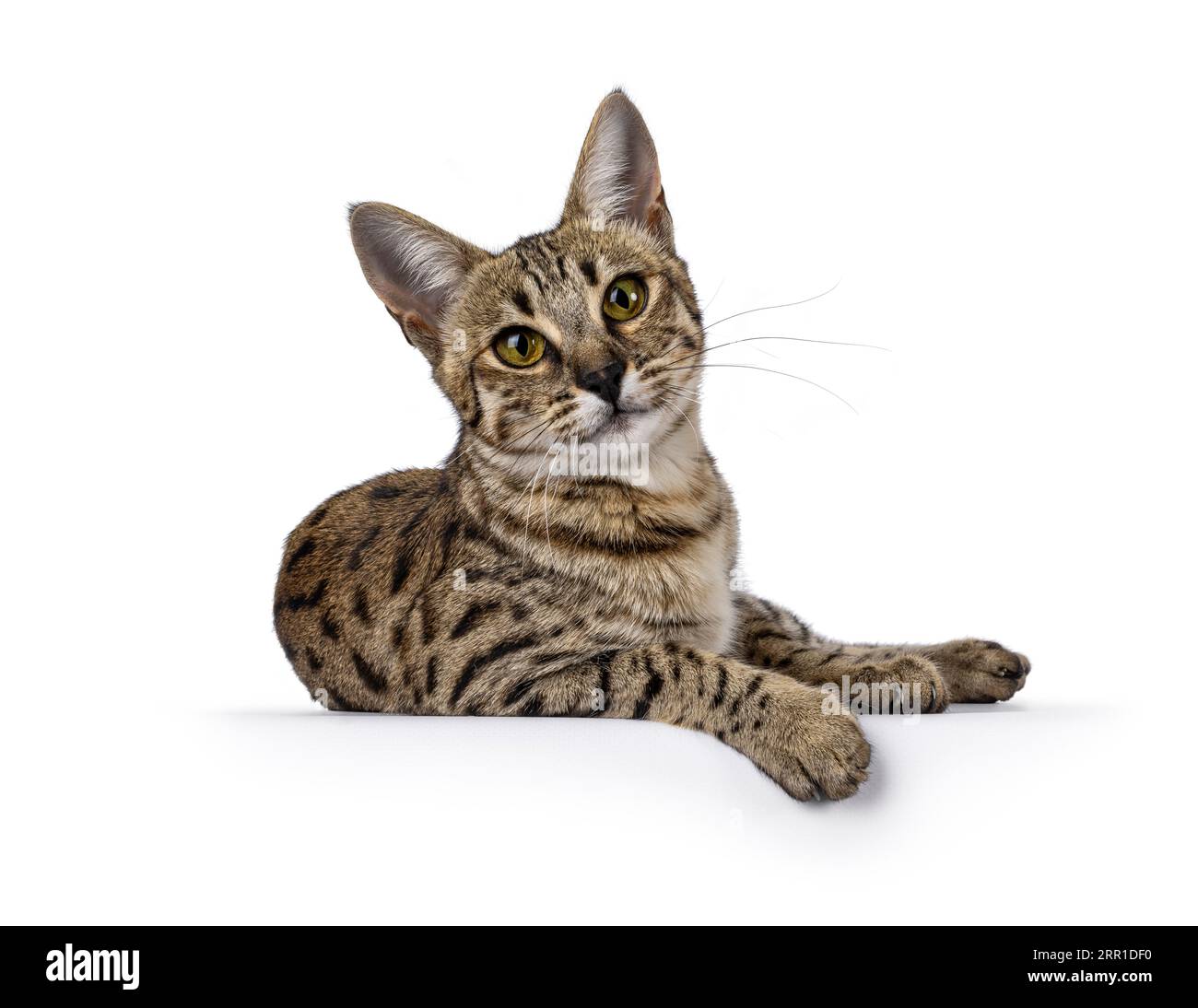 Gorgeous F6 Savannah cat, laying down side ways. Looking straight to ...
