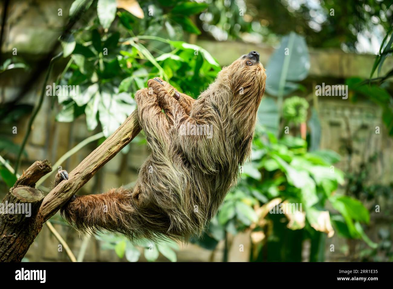Two-toed sloth - Choloepus didactylus in ZOO Lesna, Zlin city, Czech ...