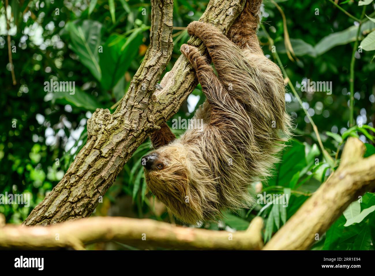 Two-toed sloth - Choloepus didactylus in ZOO Lesna, Zlin city, Czech ...