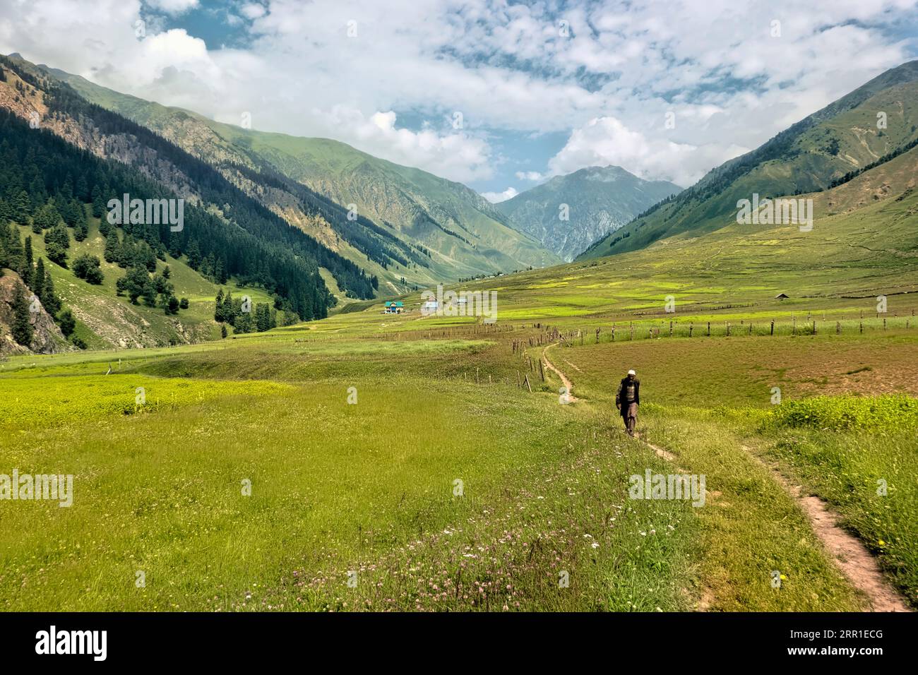 Amazing green, trekking through the Warwan Valley, Kashmir, India Stock ...