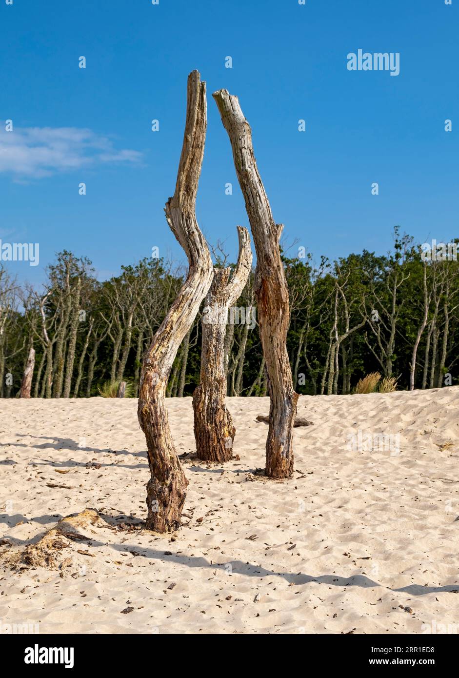 Dead trees, Slovincian National Park, Slowinski Park Narodowy, Poland ...