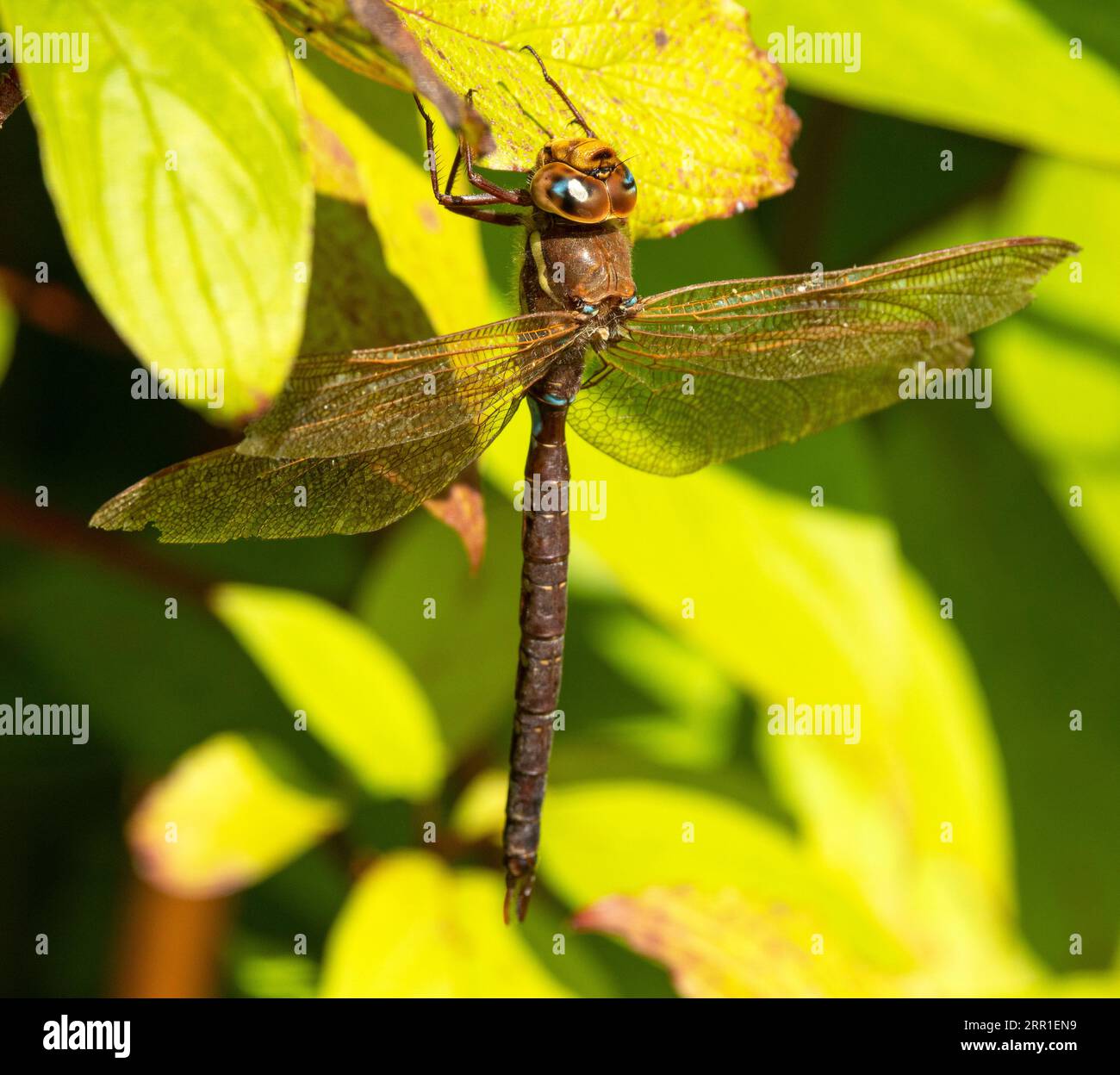The Brown Hawker is a larger amber-winged dragonfly, common and ...