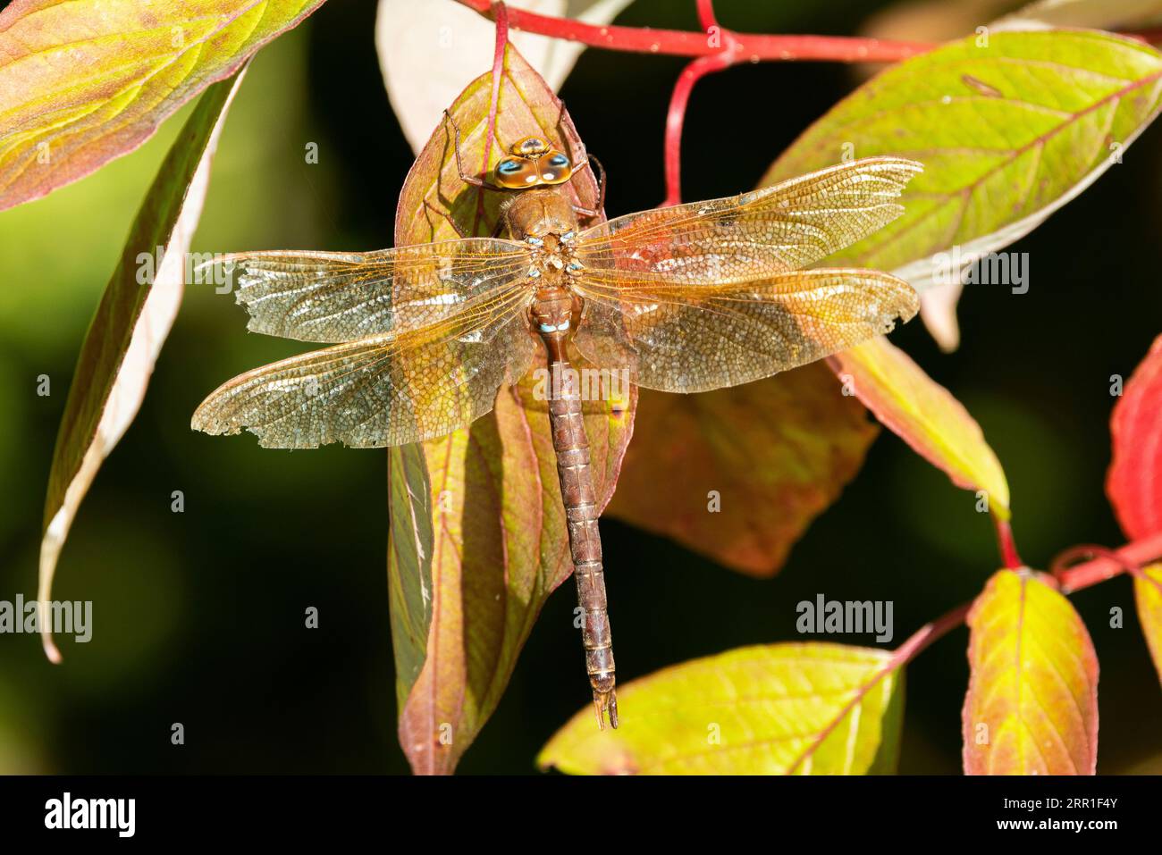 The Brown Hawker is a larger amber-winged dragonfly common and widespread in lowlands habitats ...