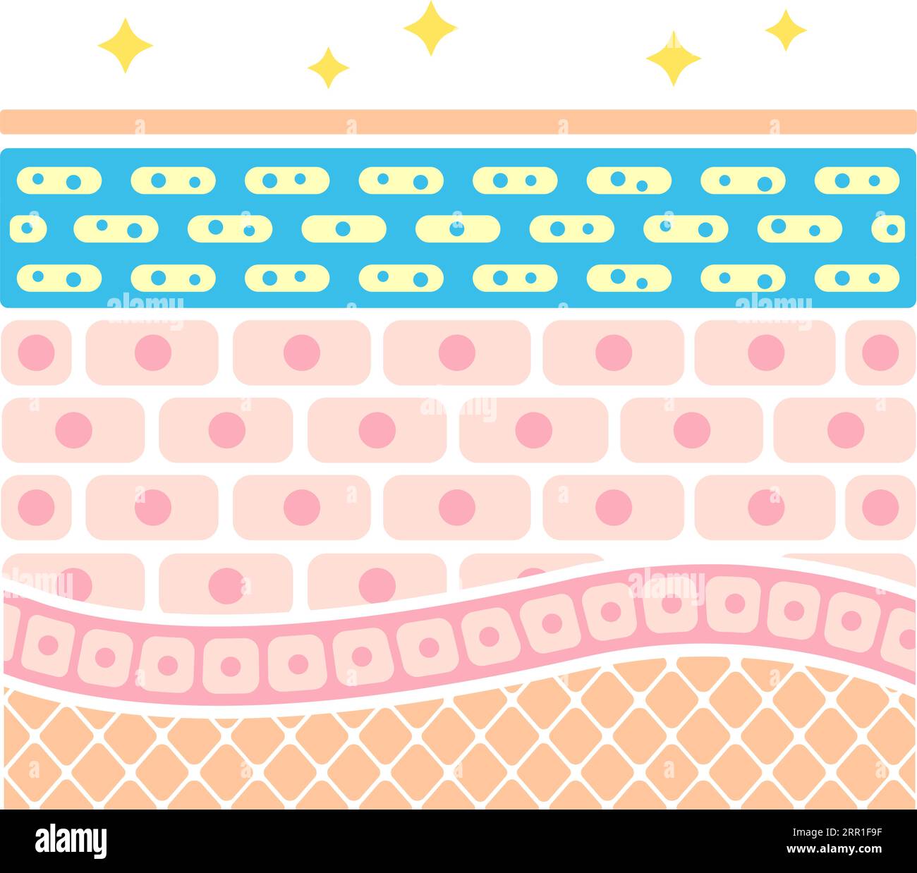 Cross Section Illustration Of Healthy Skin Stock Vector Image And Art Alamy