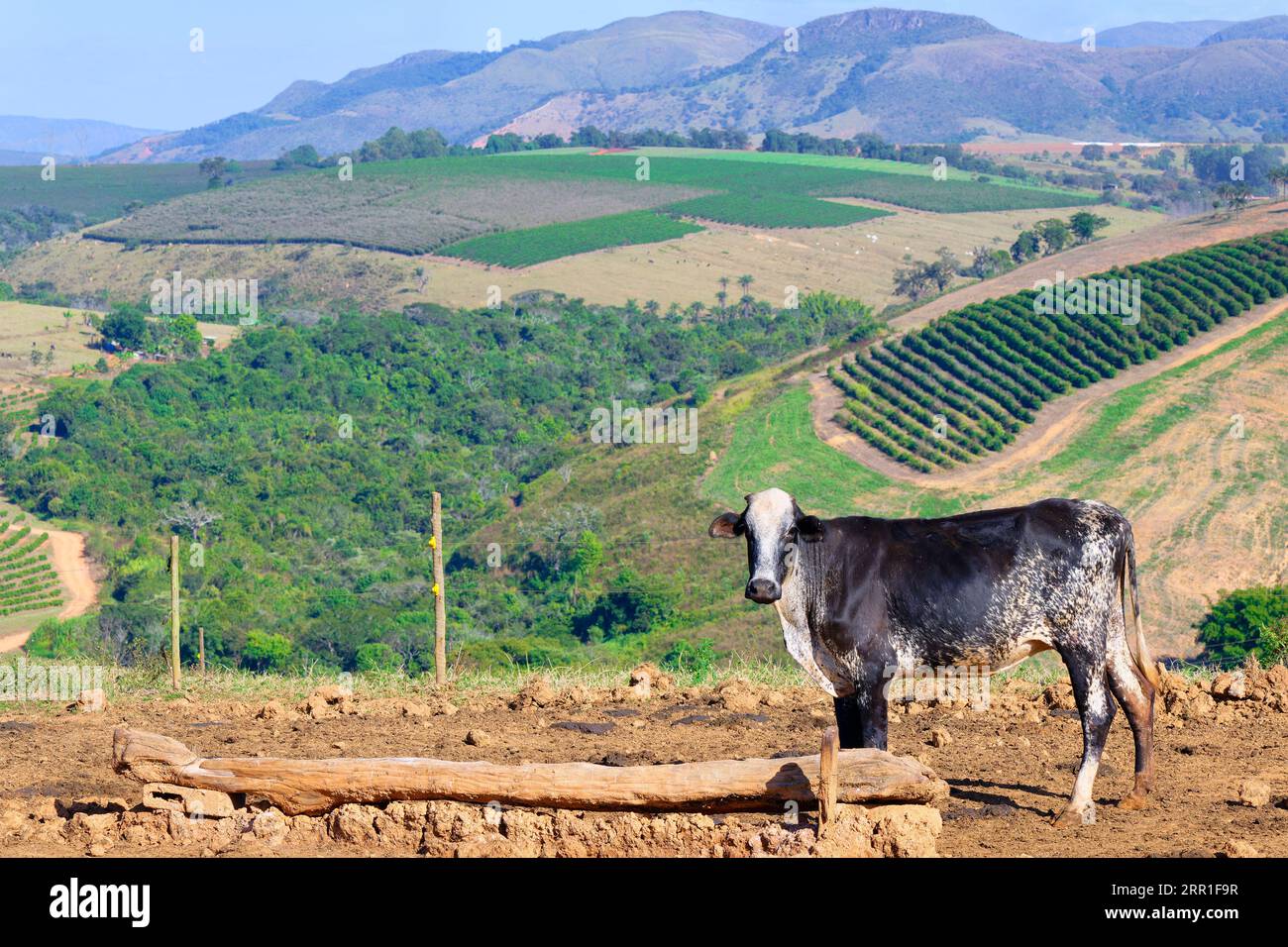 Milk Cows in the Serra da Canastra, Sao Roque das Minas, Minas Gerais ...