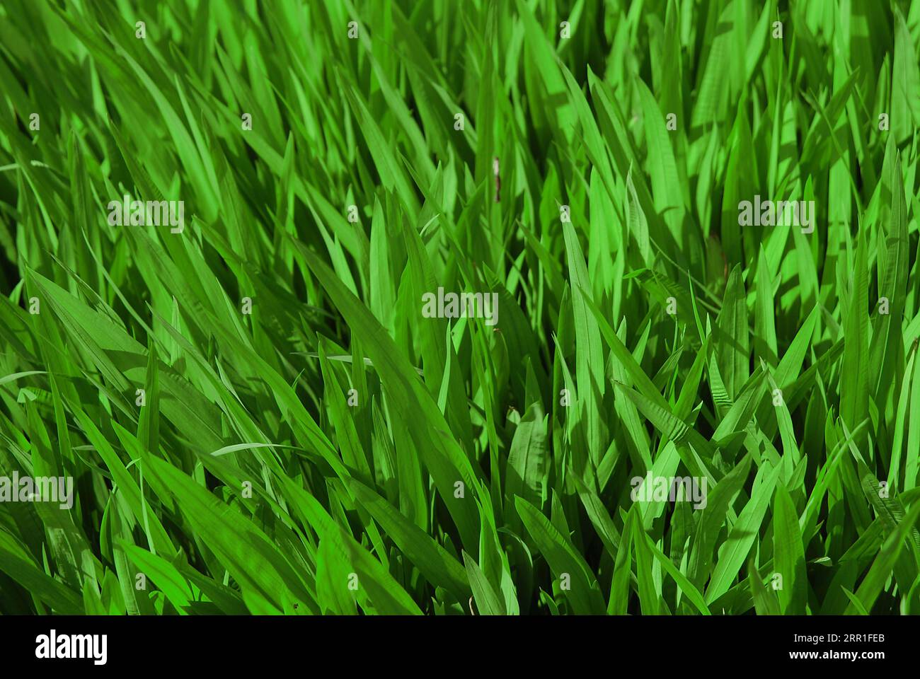 Greeny background hi-res stock photography and images - Alamy