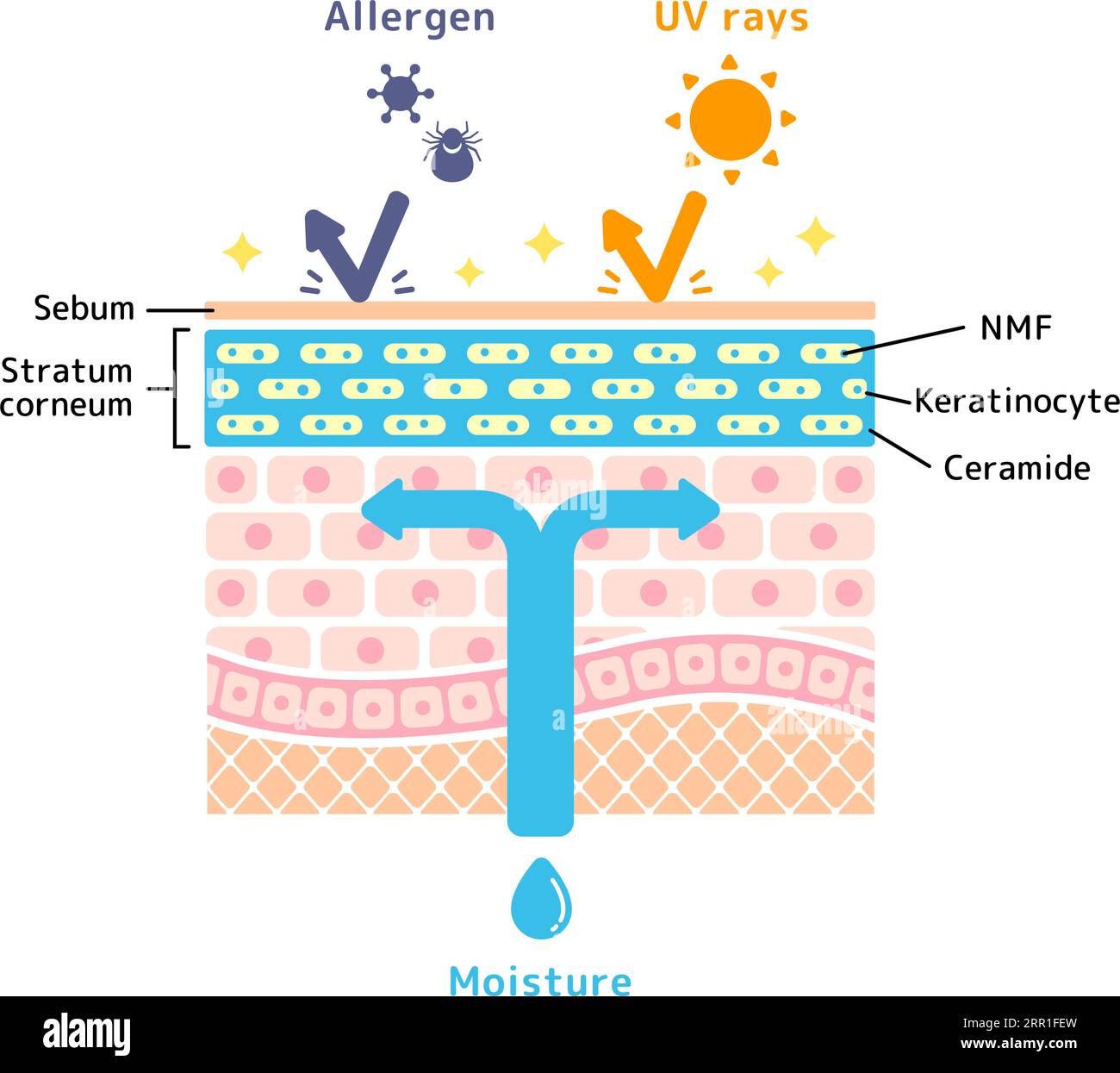 Cross Section Illustration Of Healthy Skin Stock Vector Image And Art Alamy