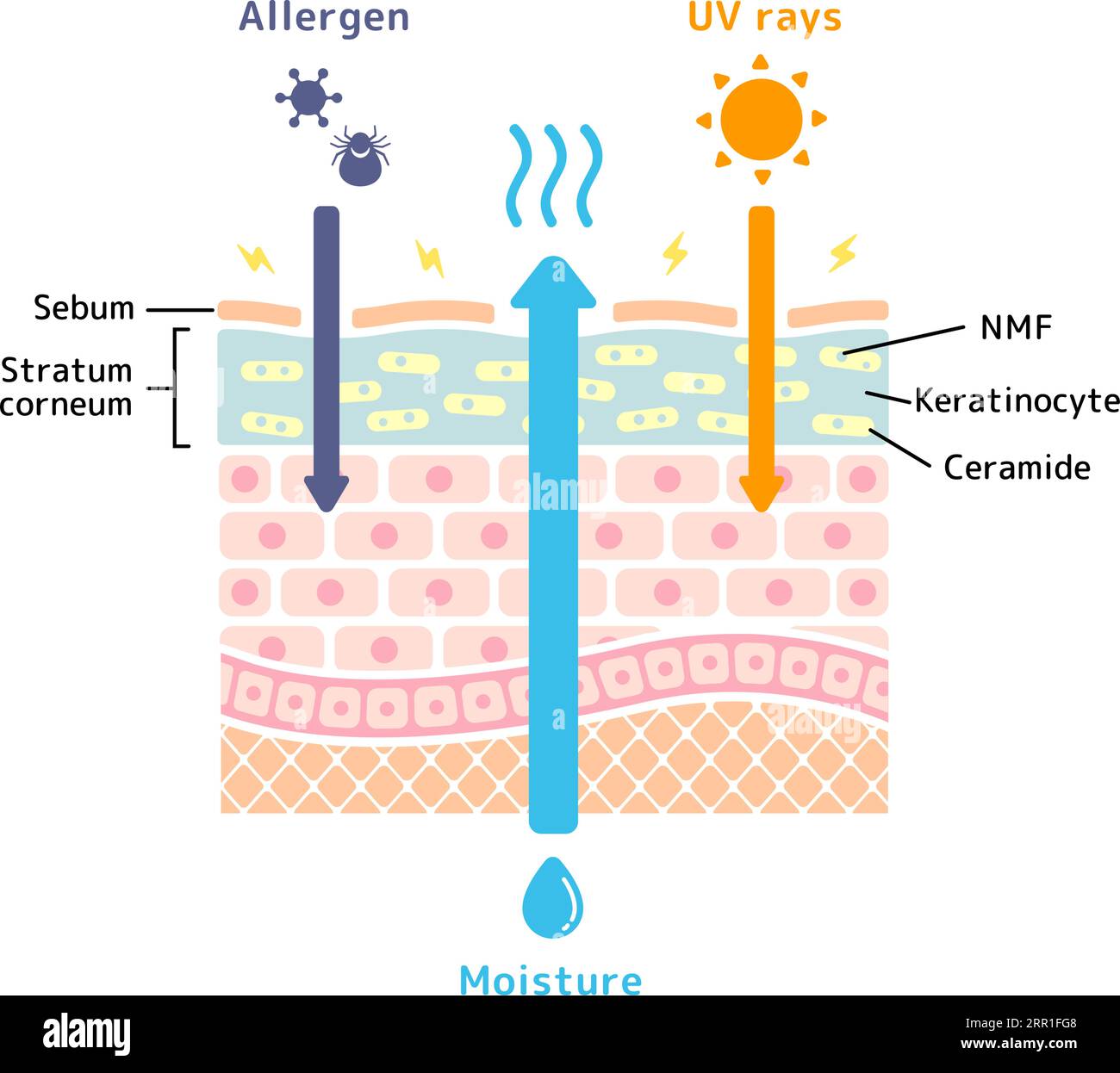 Cross Section Illustration Of Dry Skin Stock Vector Image And Art Alamy