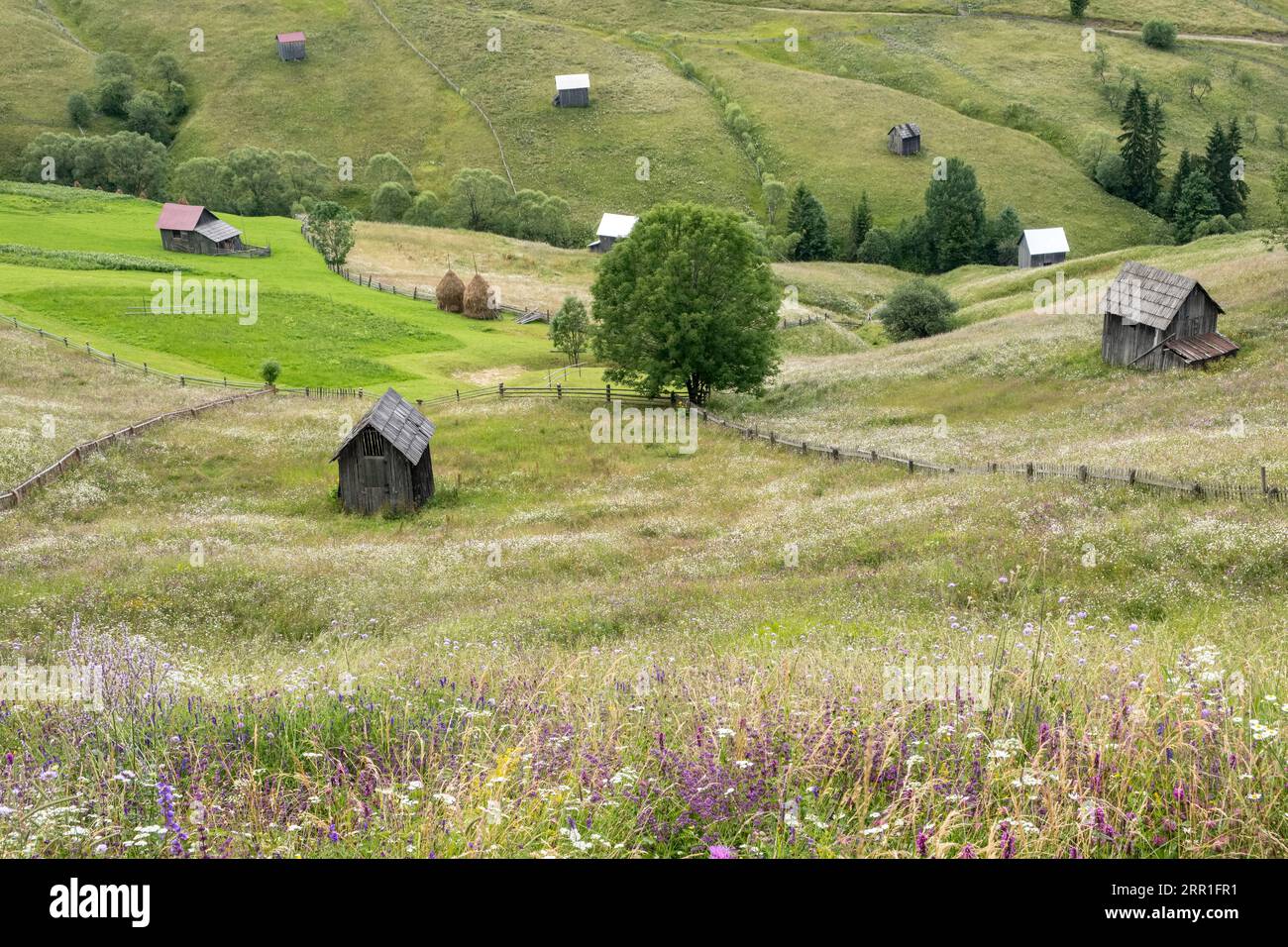 Wildflowers in fields near Moldovița, Bucovina, northern Romania, where ...