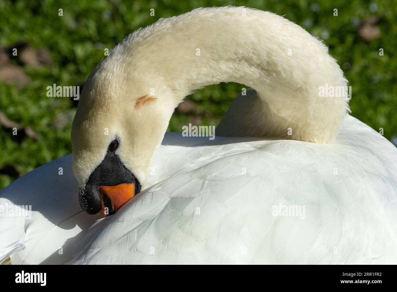 The Mute Swan is one of the UK's largest birds. As a waterbird they ...