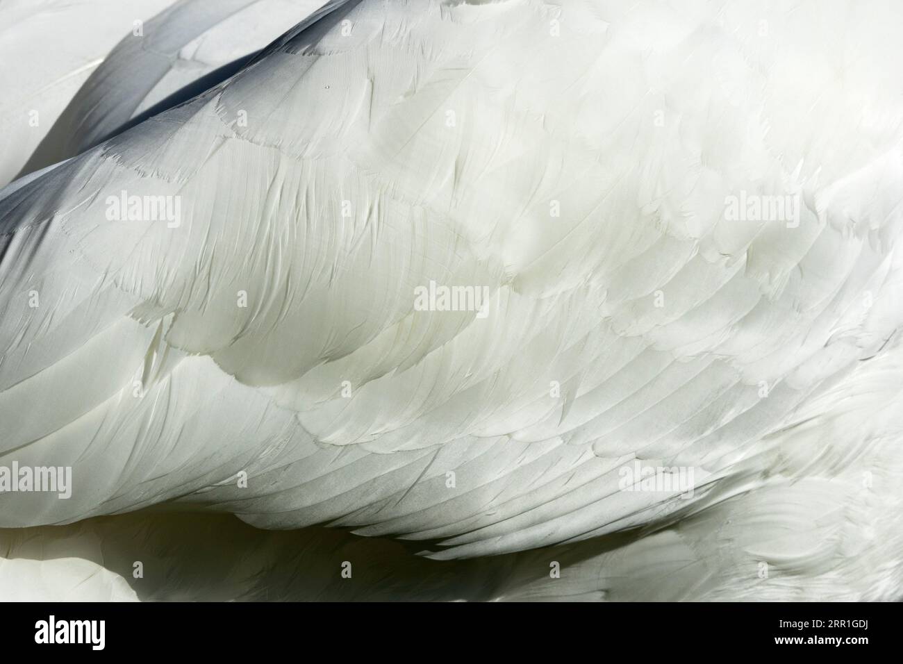 The mute Swan is one of the UK's largest birds. They are resident and ...