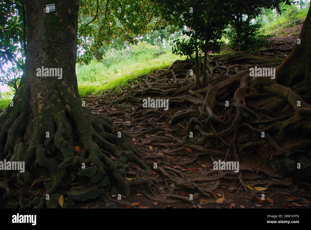 old tree roots sticking out of the ground Stock Photo - Alamy
