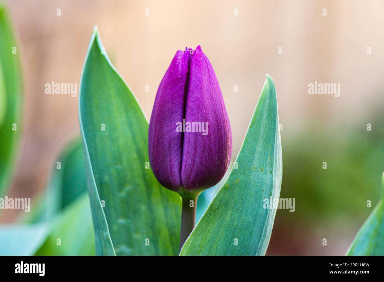 Tulip 'Purple Prince' (Tulipa 'Purple Prince' Stock Photo - Alamy