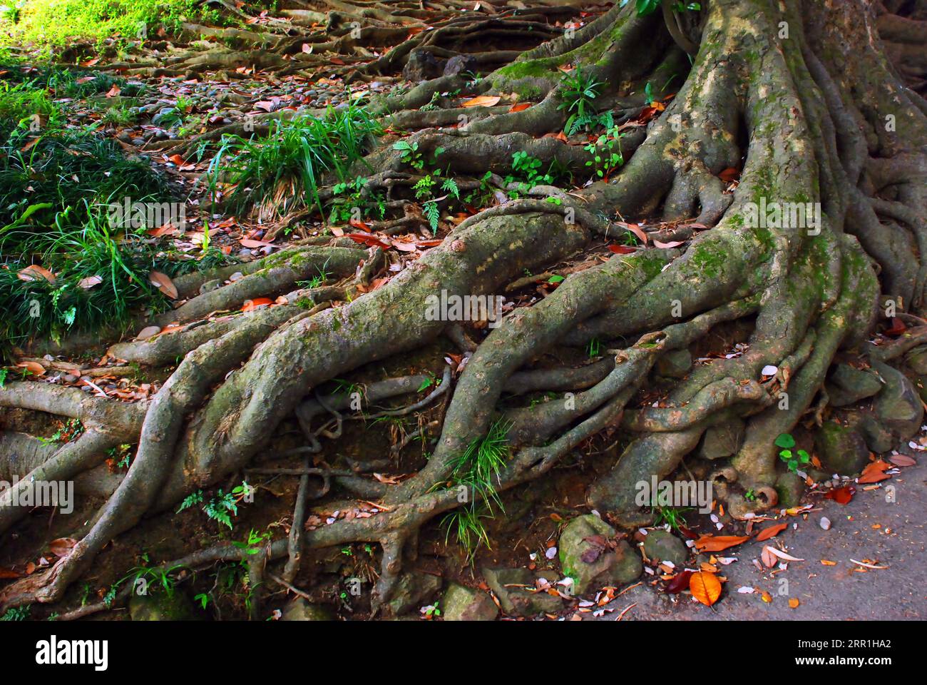 Old tree roots out of ground hi-res stock photography and images - Alamy