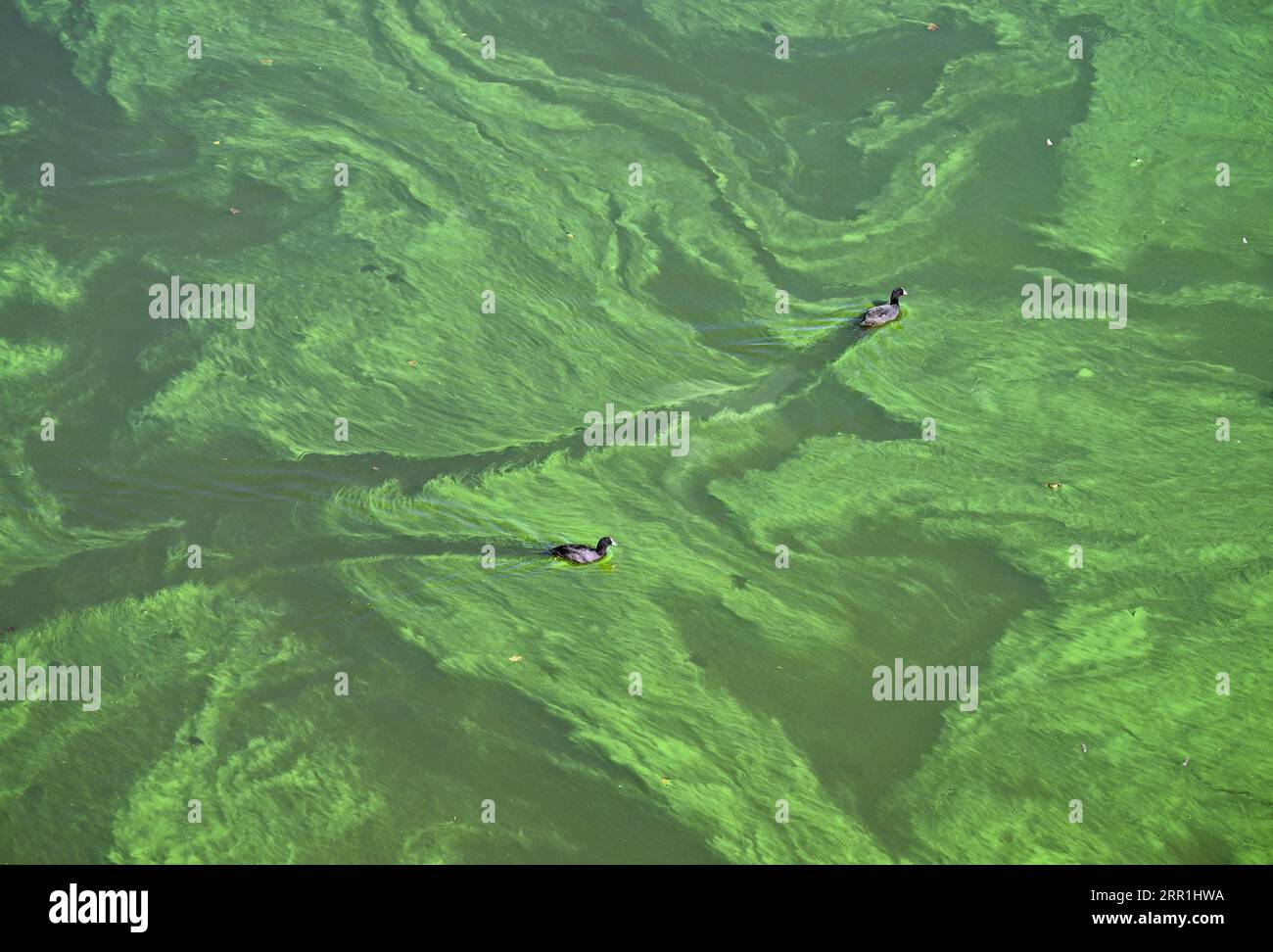Berlin, Germany. 06th Sep, 2023. Two waterfowl traverse the carpet of ...